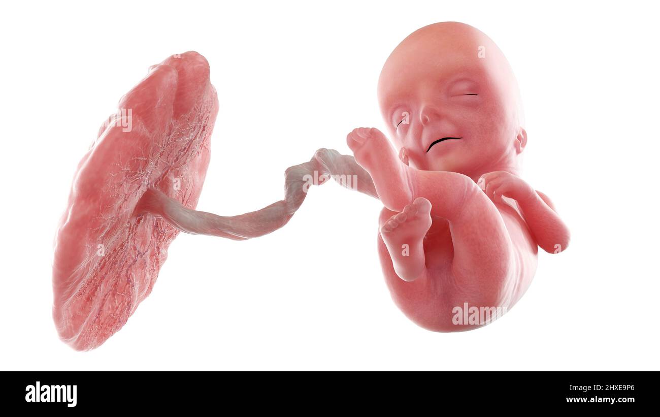 Foetus de 12 semaines Banque de photographies et d’images à haute ...