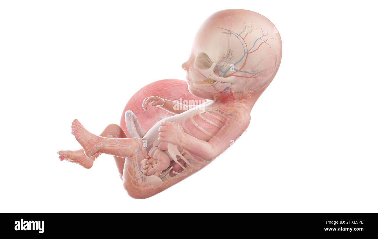 Foetus at 14 weeks Banque de photographies et d’images à haute ...