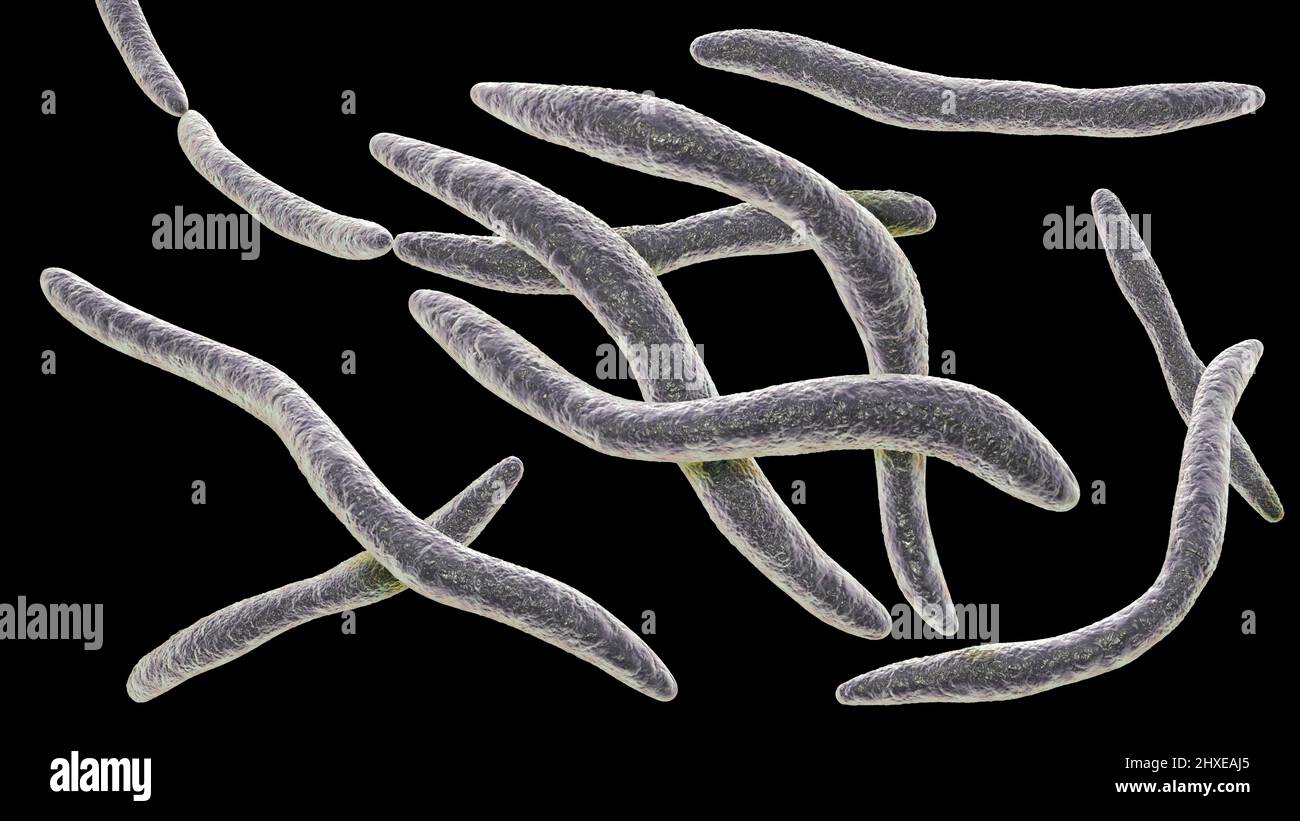 Bacterium fusobacterium Banque de photographies et d’images à haute ...