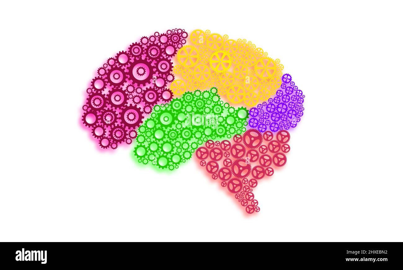 Cerveau coloré avec engrenages sur fond blanc. Lobes colorés ...