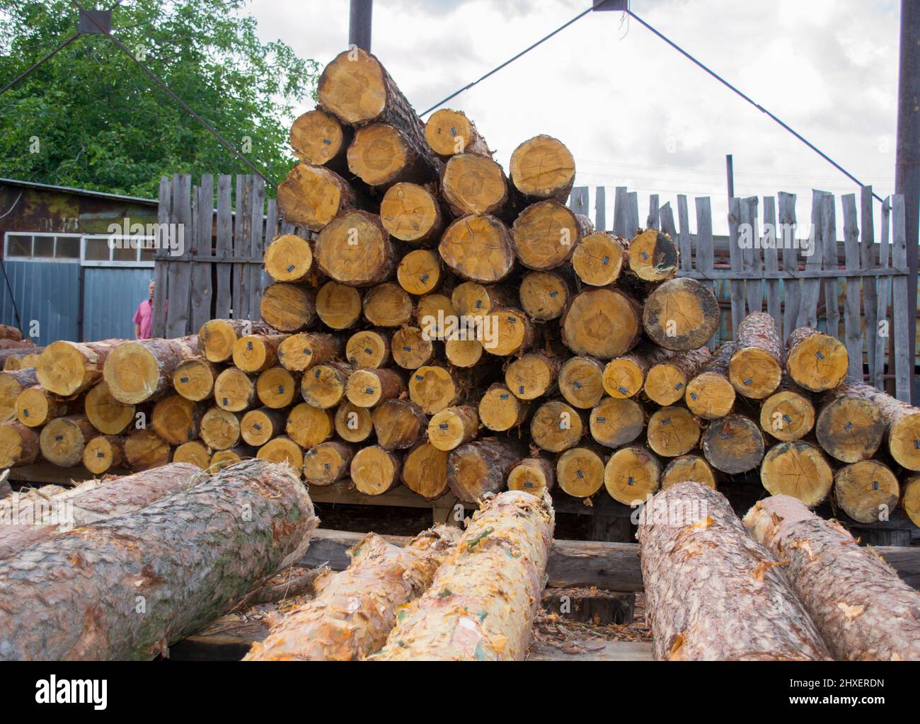 Sciage des grumes Banque de photographies et d’images à haute ...