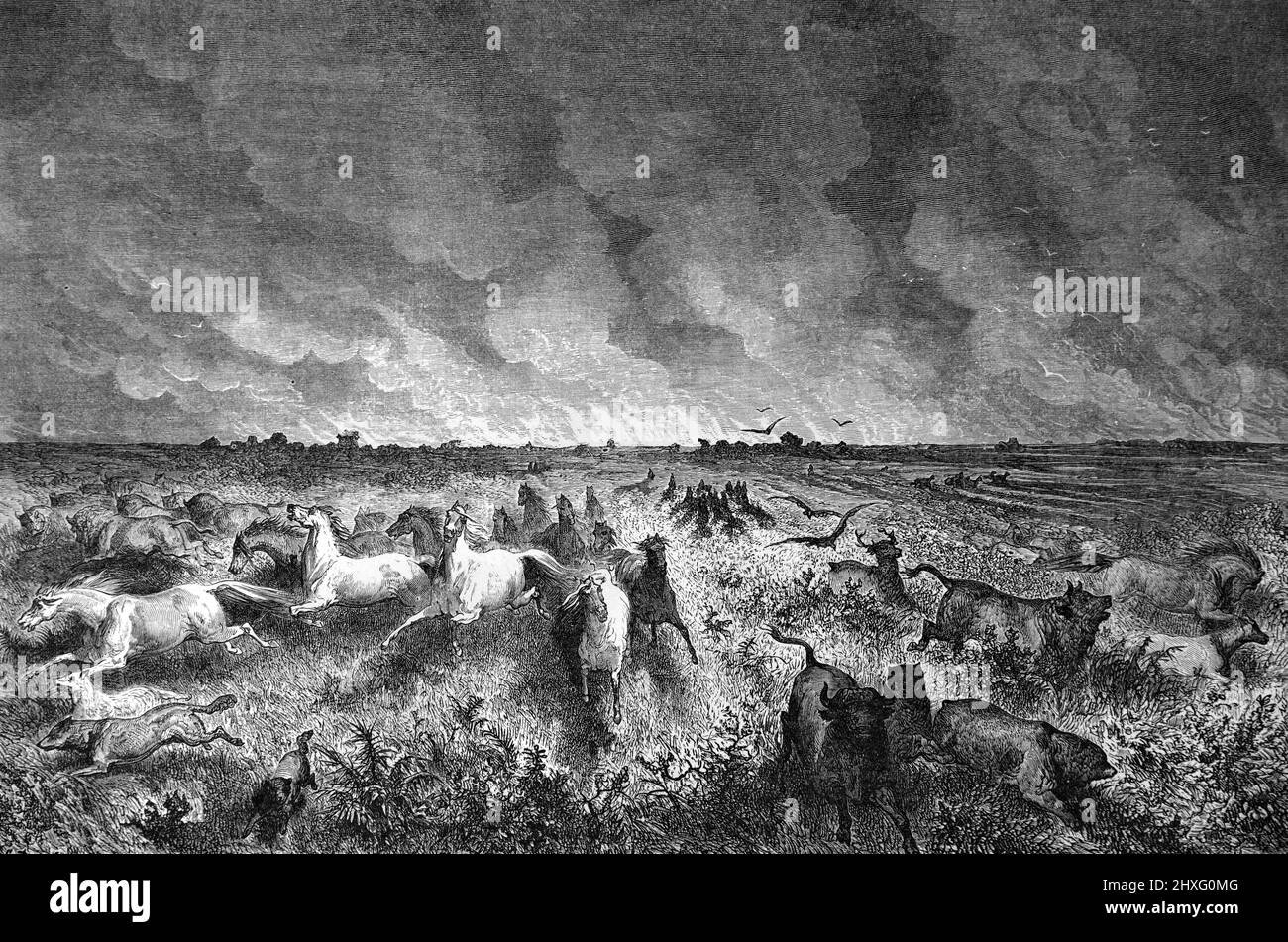 Chevaux sauvages dans la grande prairie Banque d'images noir et blanc ...