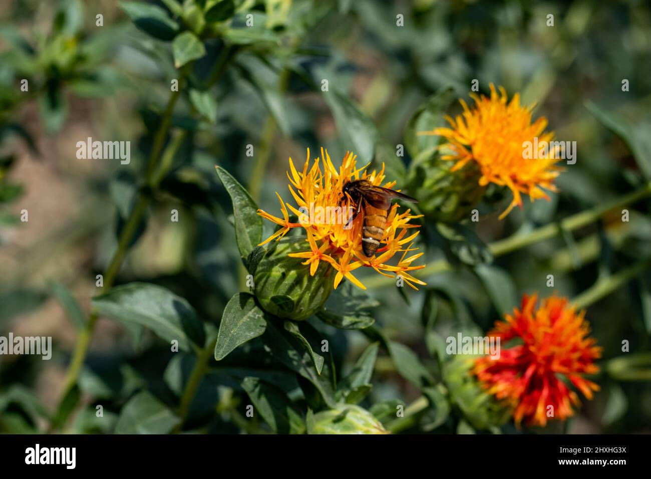 La fleur de carthame est habituellement plantée pour la culture du miel ...