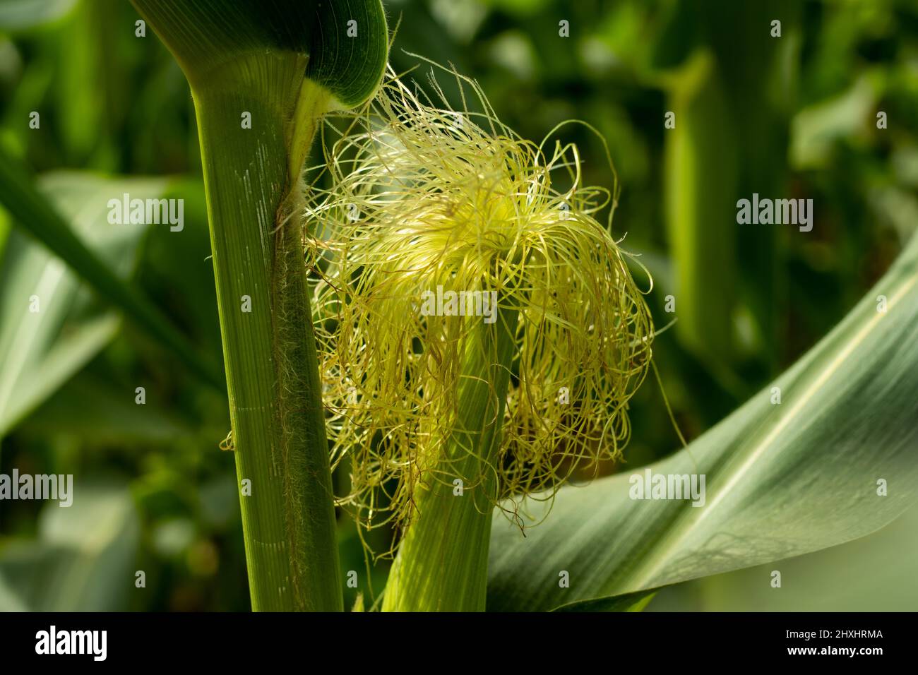 C'est une fleur de maïs verte. Maïs Zea mays L. le maïs est la culture ...