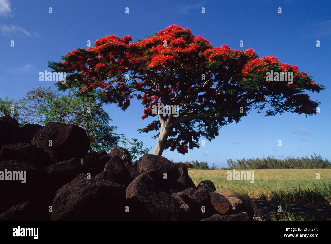 Flamboyant tree mauritius Banque de photographies et d’images à haute ...