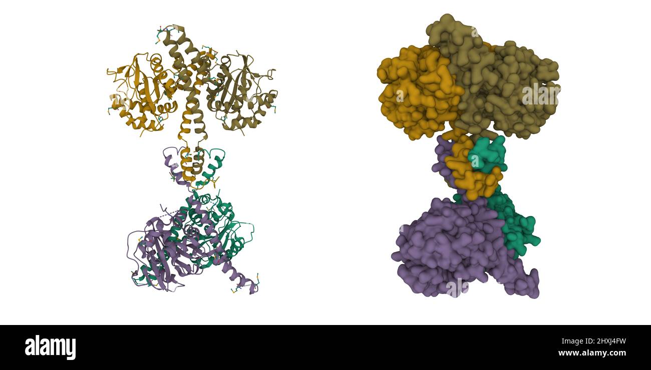 Structure de l'ubiquitine carboxyle-terminal hydrolase isozyme L5 ...