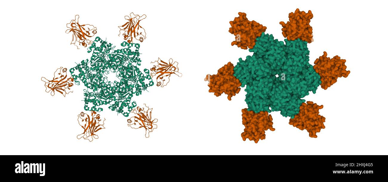 Structure de l'oncoprotéine SV40 grand hexamère d'antigène T (vert) et ...
