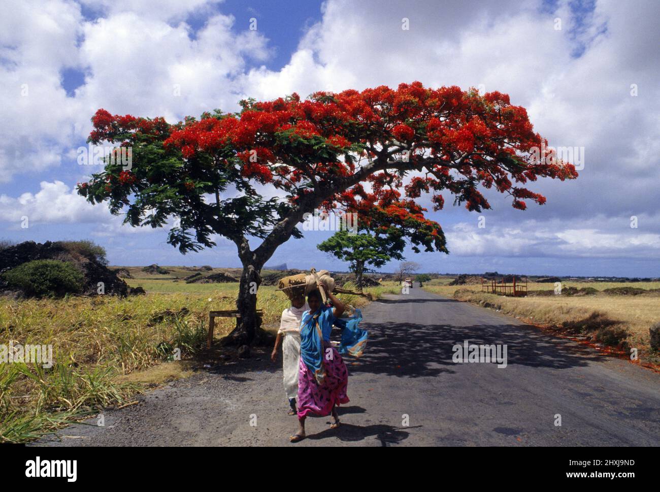 Mauritius flamboyant tree flame tree Banque de photographies et d ...