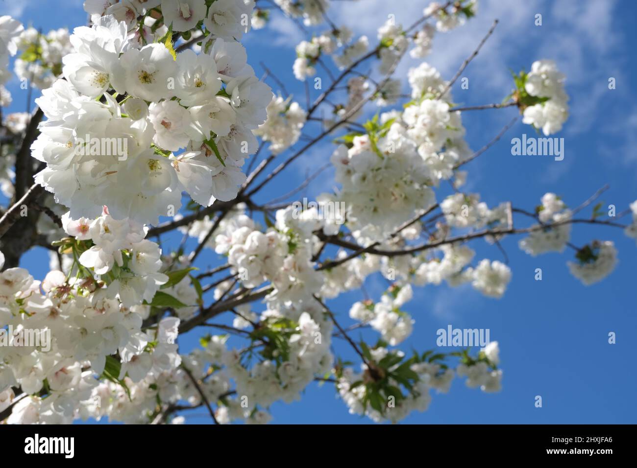 Floraison des cerisiers au soleil printanier Banque de photographies et ...
