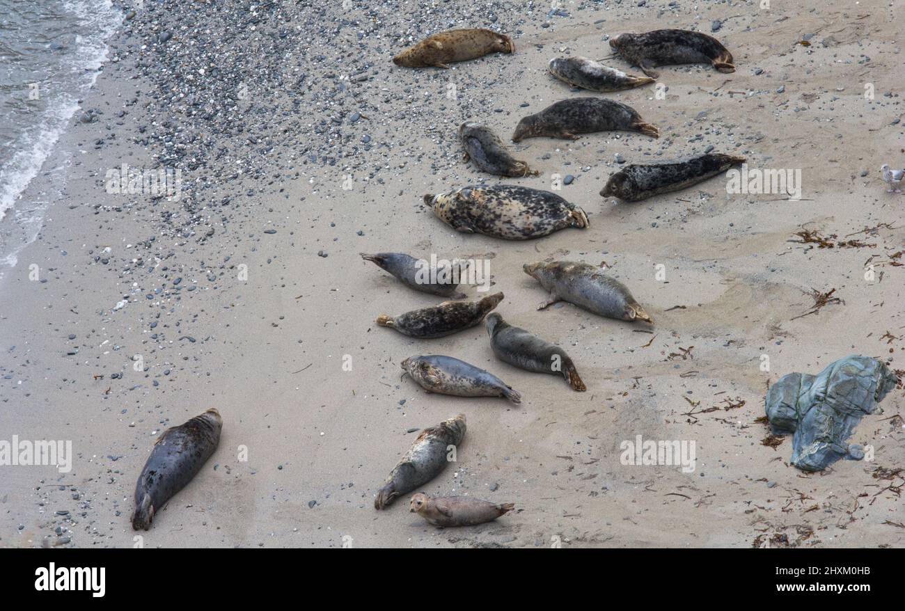 Noms collectifs d'un troupeau ou d'une souche ou d'une source de ...