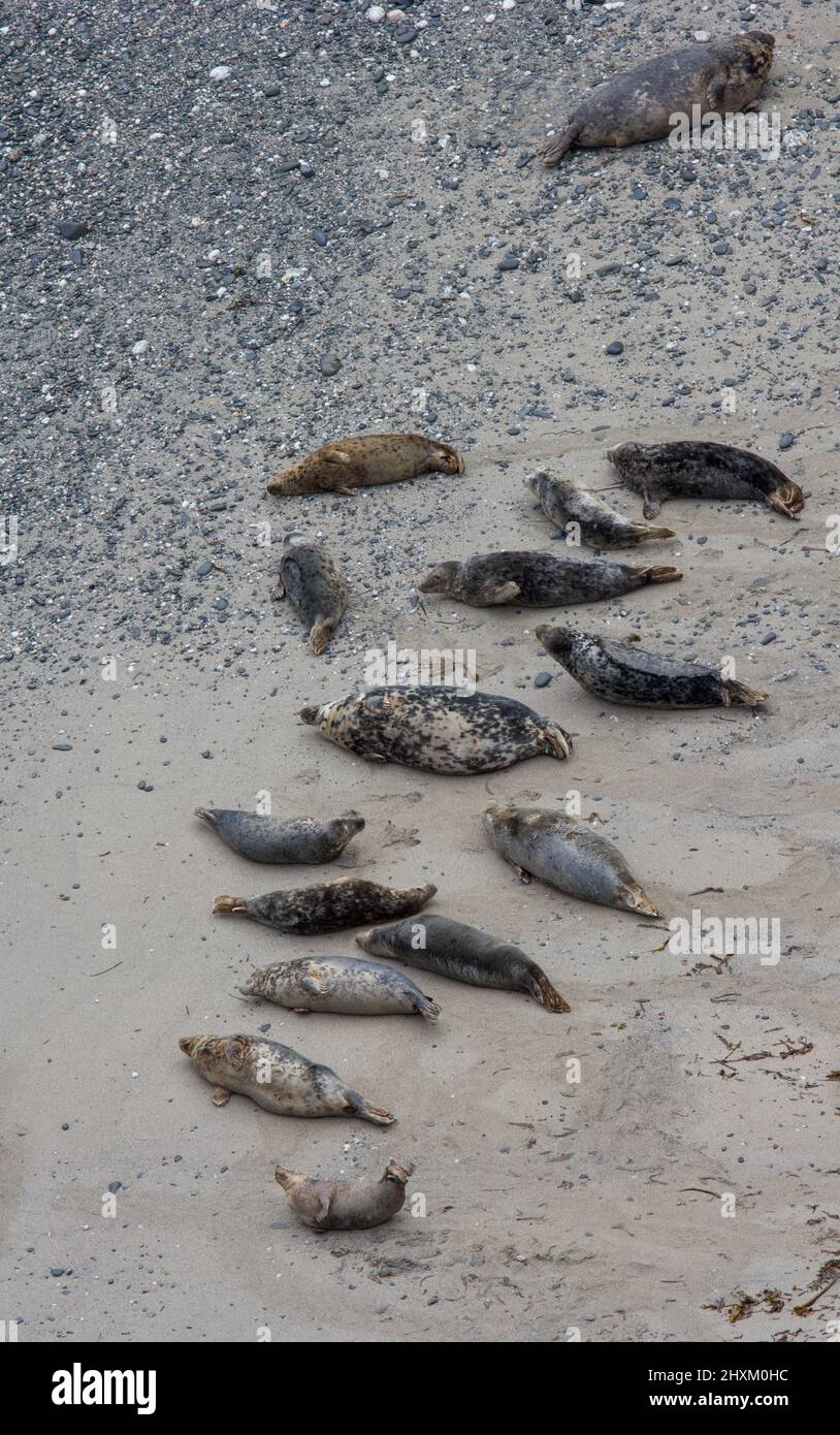 Une dodue de phoques Banque de photographies et d’images à haute ...