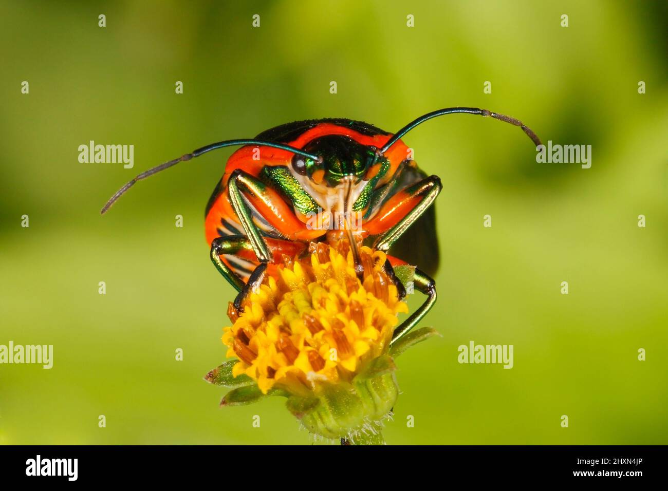 Tube proboscis Banque de photographies et d’images à haute résolution ...