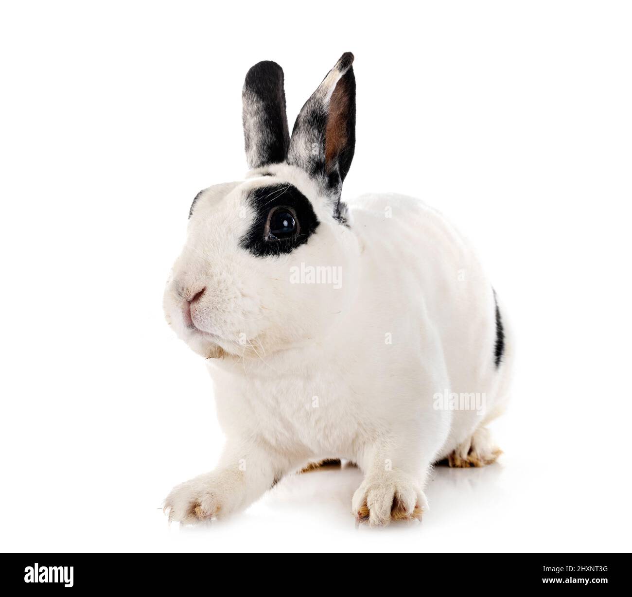 Lapin rex noir et blanc Banque de photographies et d’images à haute ...