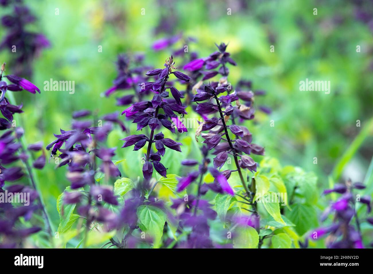 Champ de fleurs violettes Banque de photographies et d’images à haute ...