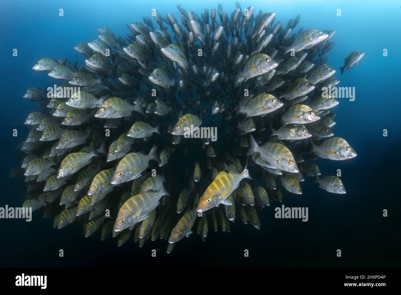 Parc marin sous marin Banque d'image et photos - Alamy