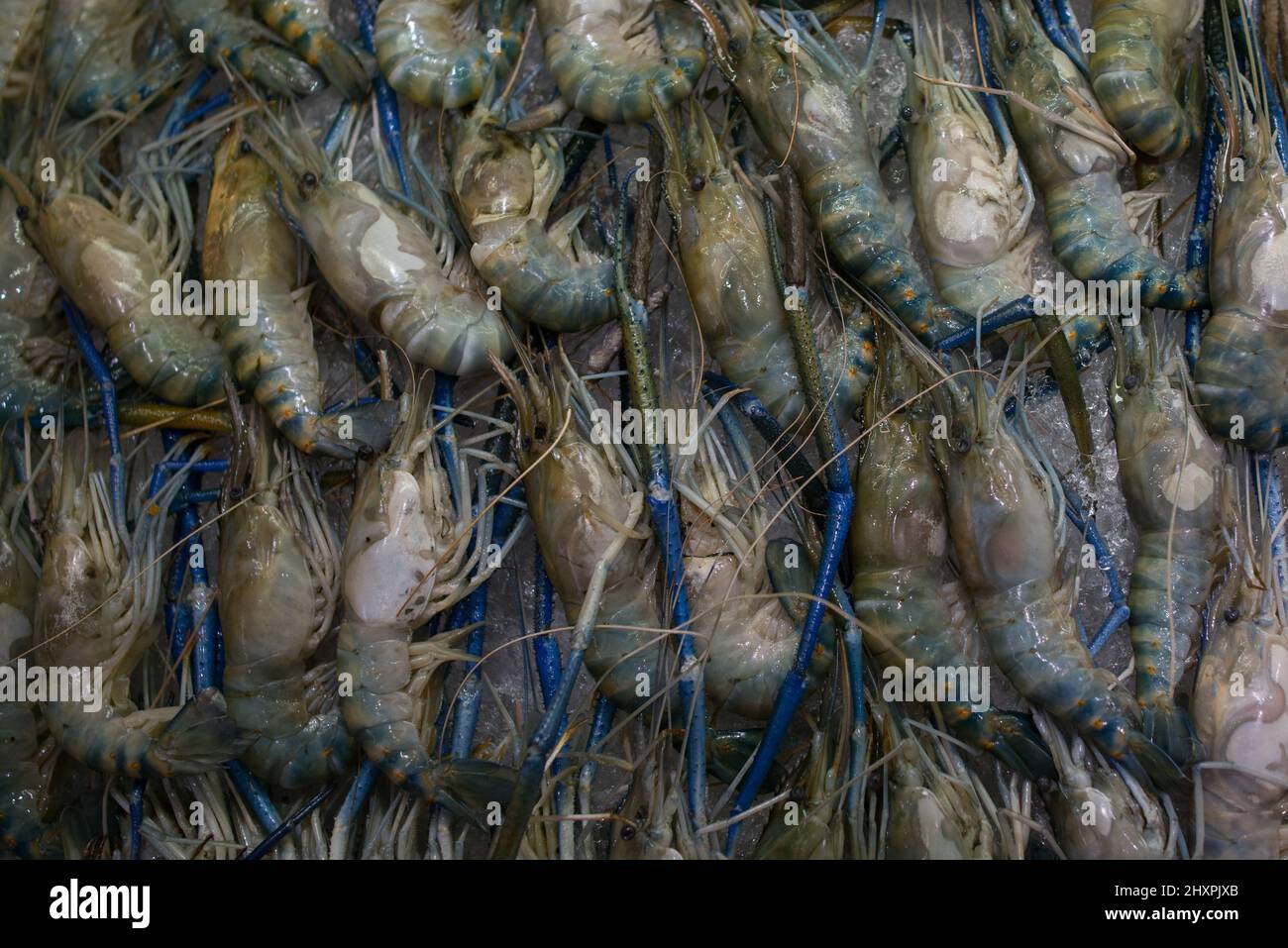 Macrobrachium rosenbergii palaemonid, crevette géante ou crevette ...