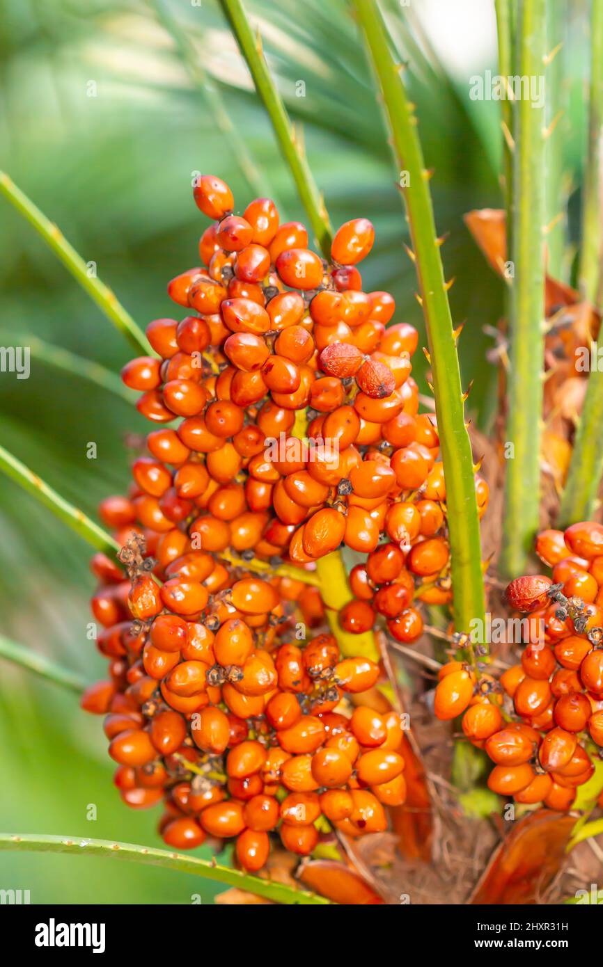 Datier nain Banque de photographies et d’images à haute résolution - Alamy