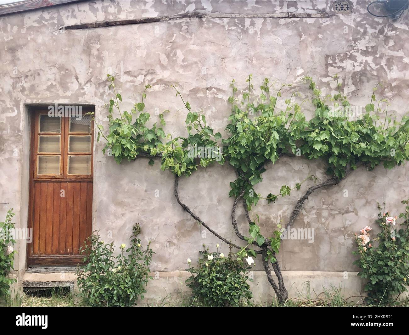 un vieux bâtiment en pierre avec une vigne qui pousse le long du mur ...