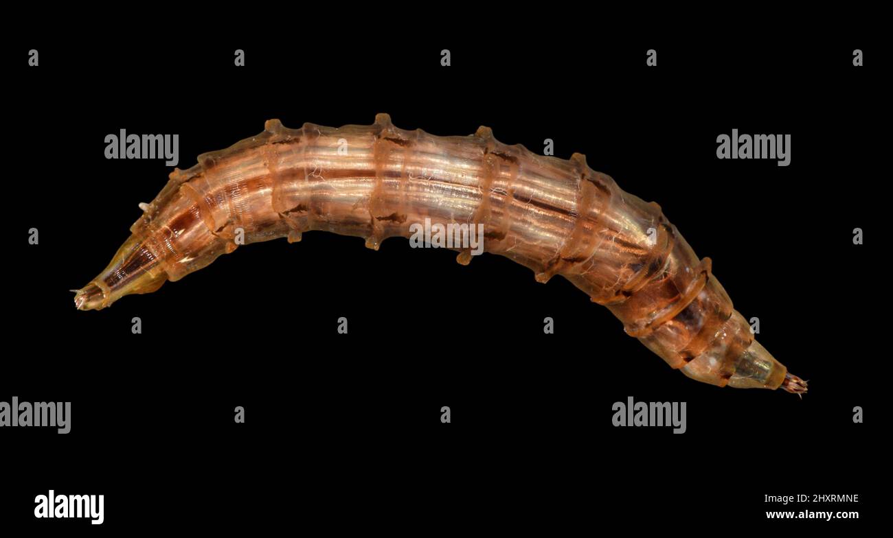 Larve aquatique Banque de photographies et d’images à haute résolution ...