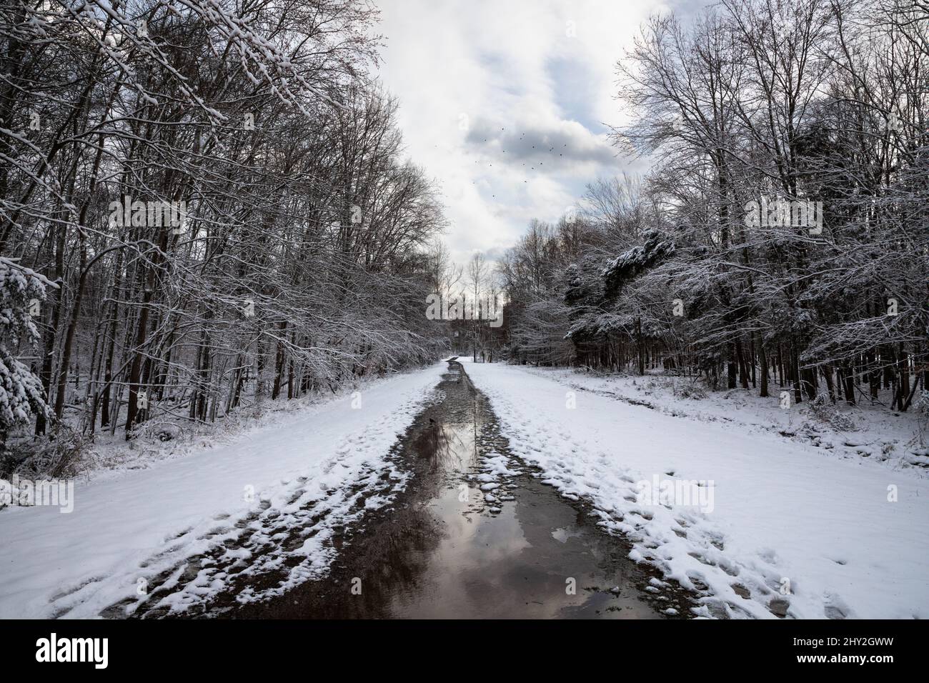Beau chemin forestier en hiver Banque de photographies et d’images à ...