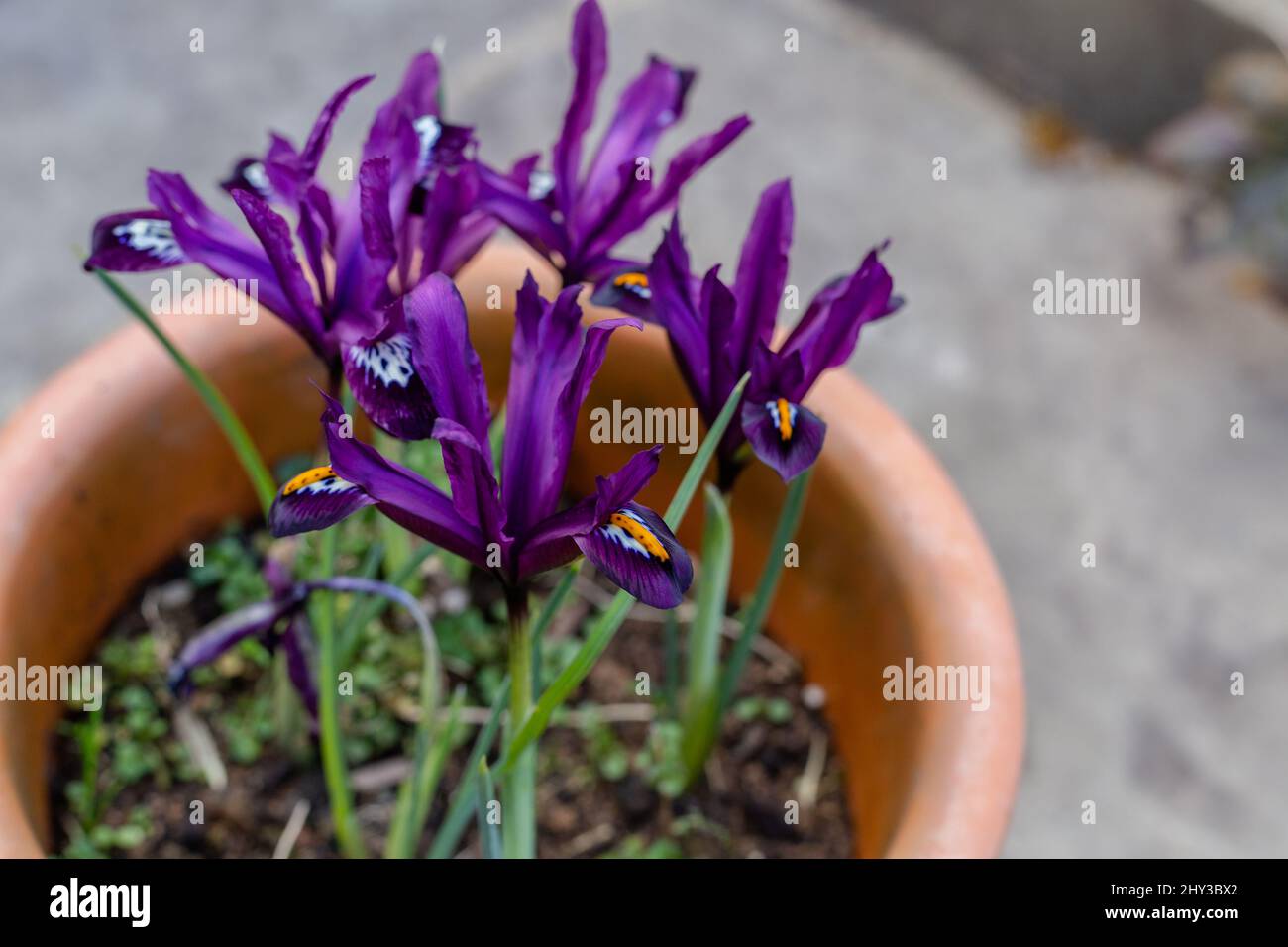 Iris reticulata dijt Banque de photographies et d’images à haute ...