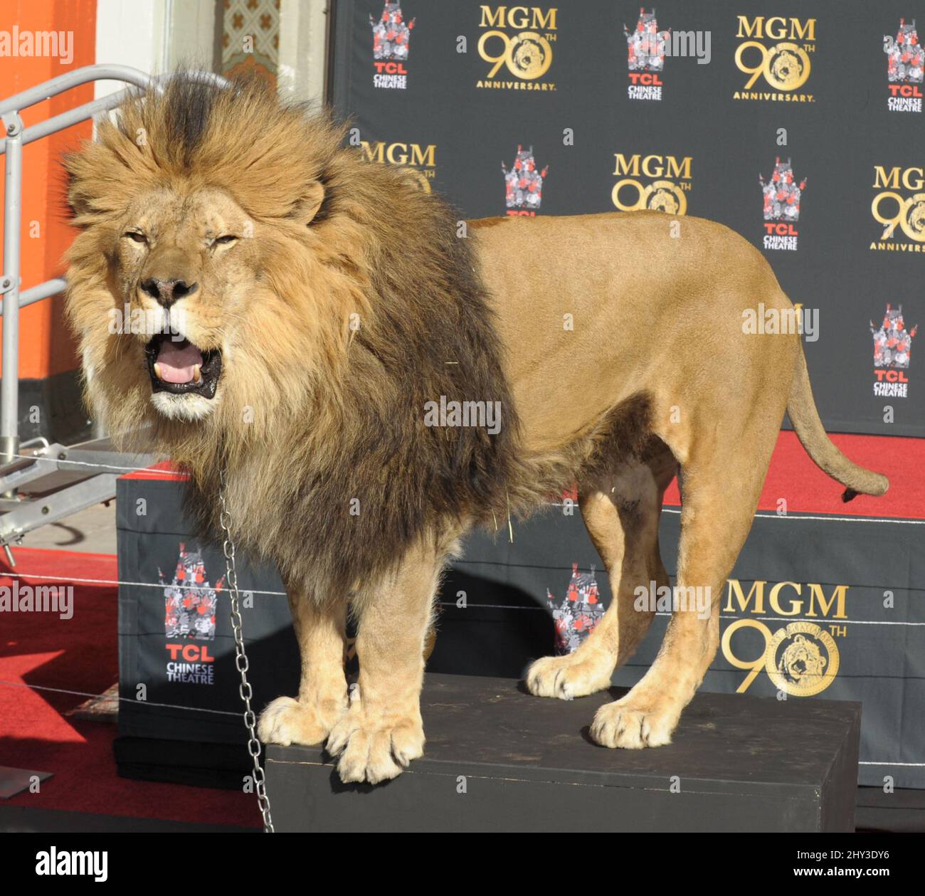Leo le Lion assiste au Metro-Goldwyn-Mayer qui a donné le coup d'envoi ...