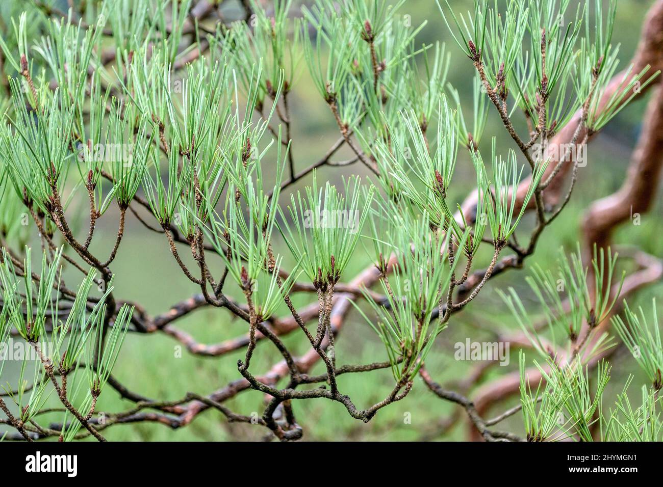 Pin rouge japonais pinus densiflora Banque de photographies et d’images ...