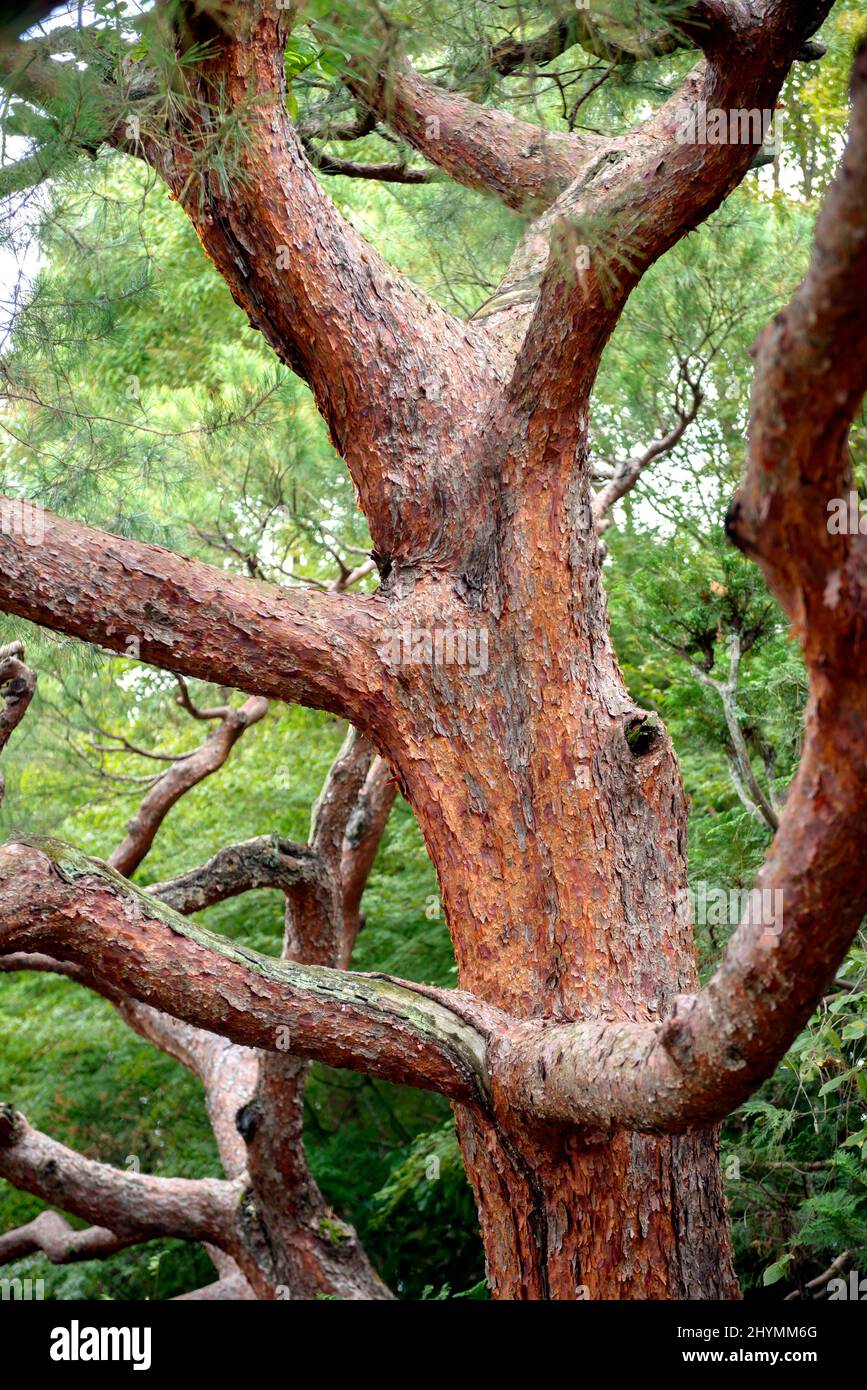 Pin rouge japonais pinus densiflora Banque de photographies et d’images ...