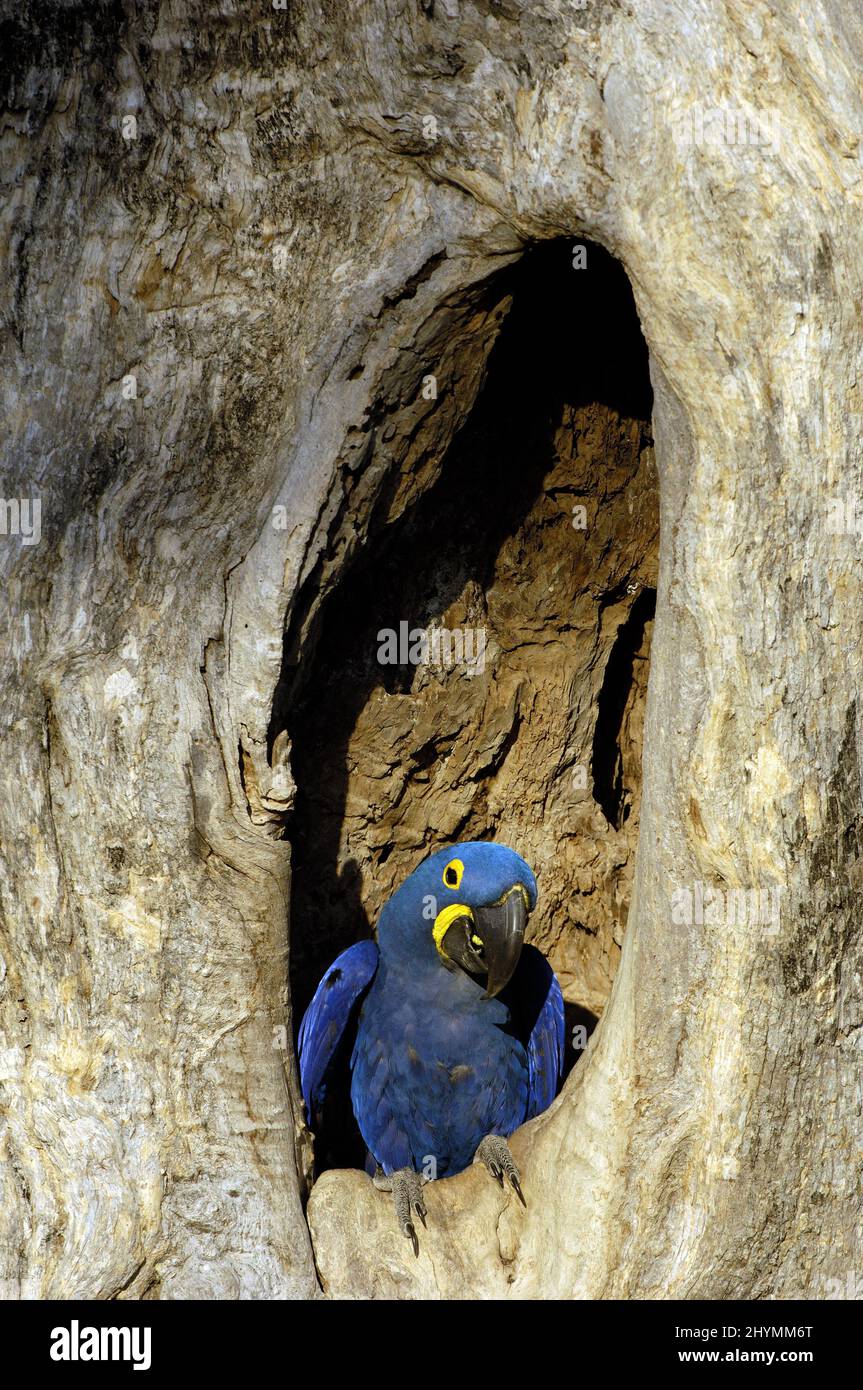 Jacinthe Macaw, jacinthine Macaw (Anodorhynchus hyacinthinus), dans sa ...