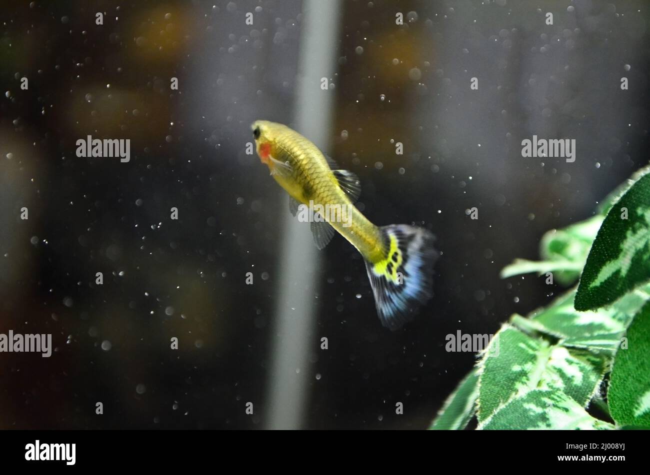 Petit poisson jaune GuppY arc-en-ciel tournoyant dans l'aquarium. Une ...
