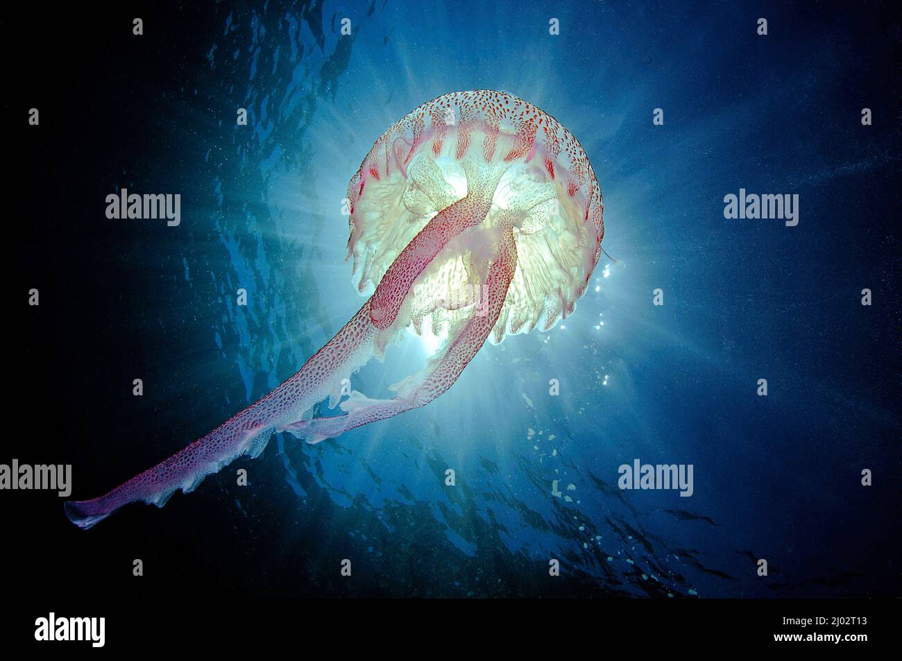 Méduses de feu, aiguillon mauve, gelée de verrue (Pelagia noctiluca ...