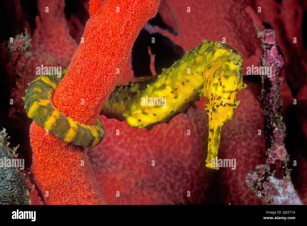 Queue de tigre Banque de photographies et d’images à haute résolution ...