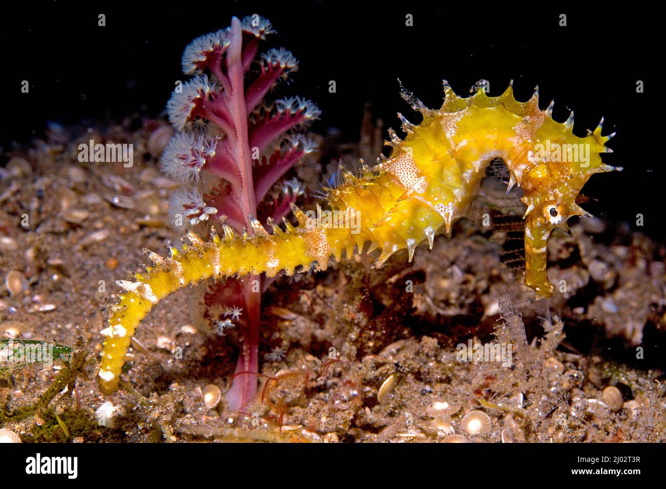 Hippocampe épineux ou de l'hippocampe (Hippocampus histrix) à une mer ...