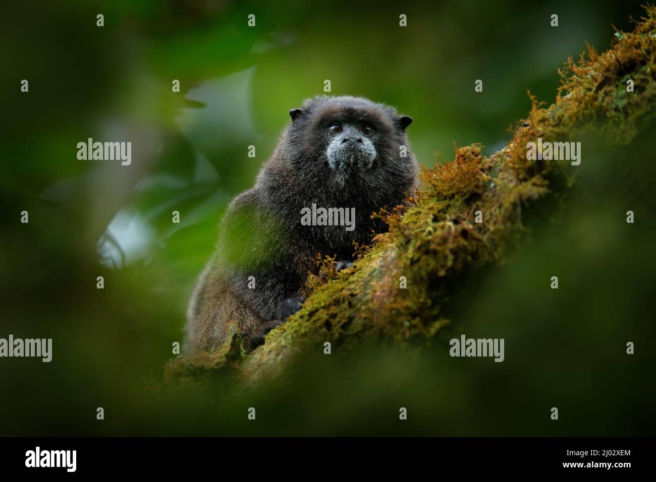 Détail du singe Tamarin du manteau noir, Saguinus nigricollis graellsi ...