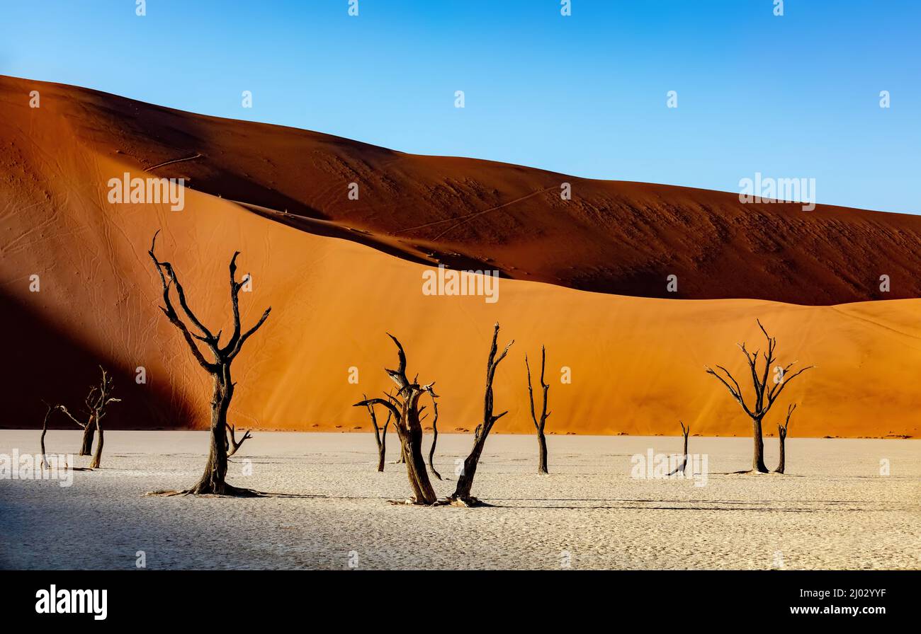 Acacia mort sèche dans Dead Vlei, beau paysage dans le désert de Namib ... Acacia mort sèche dans Dead Vlei, beau paysage dans le désert de Namib ...