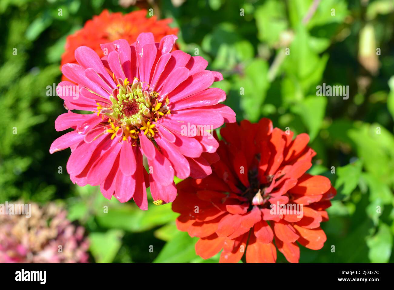 Aménagement paysager, fleurs lumineuses et festives qui fleurissent et ...