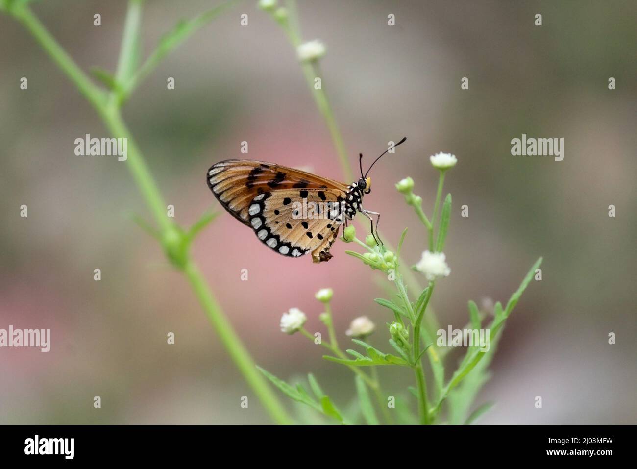 Petit papillon jaune Banque d'image et photos - Alamy