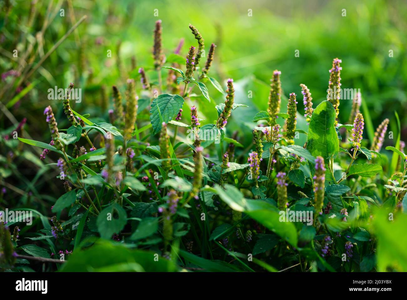 Fleurir et flétri Banque de photographies et d’images à haute ...