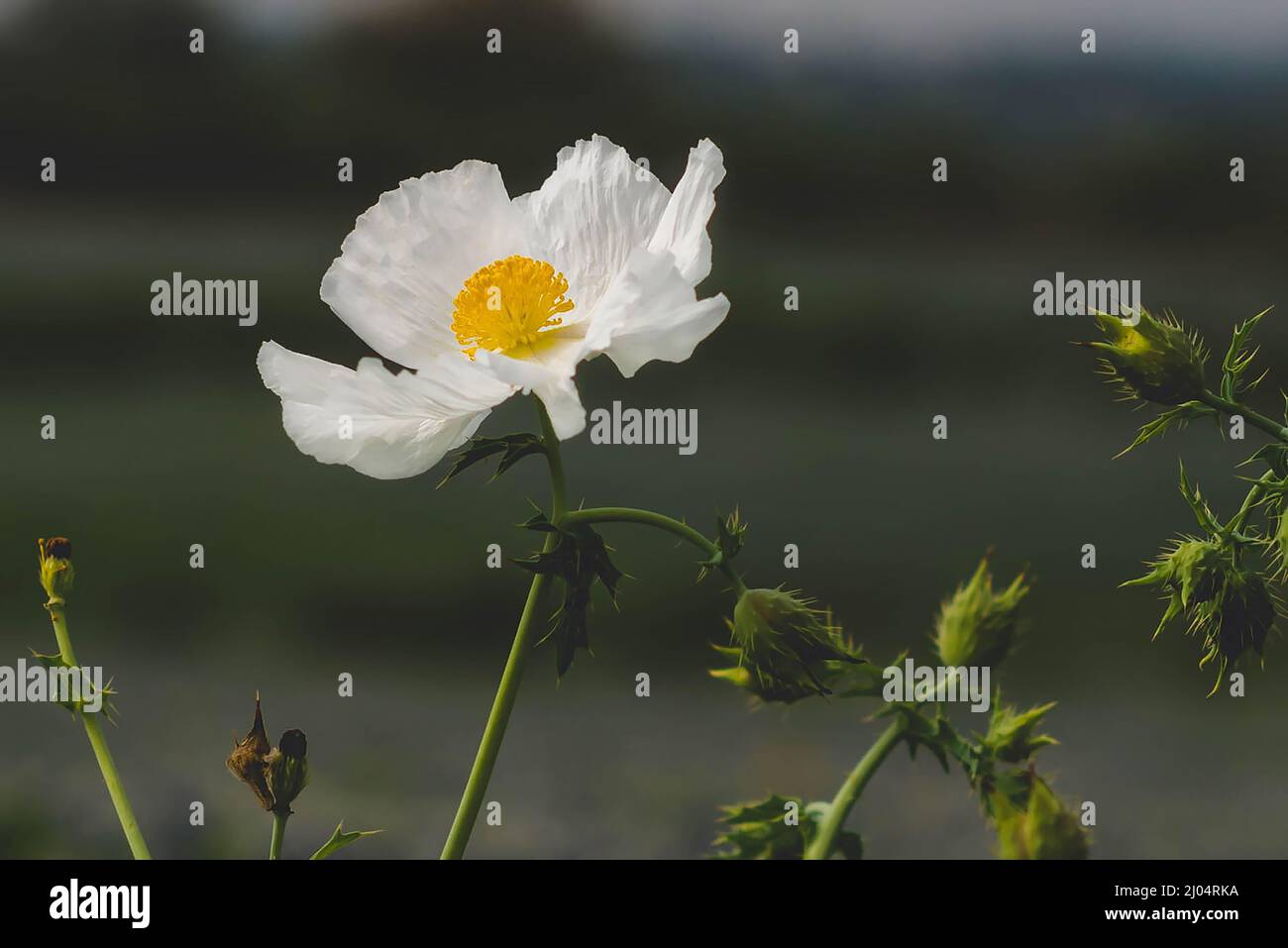 Coquelicot blanc Banque de photographies et d’images à haute résolution ...