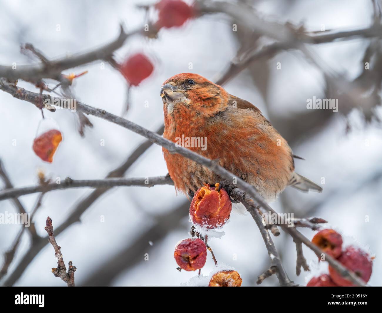 Le mâle de Red Crossbill assis sur la branche de l'arbre et mange des ...