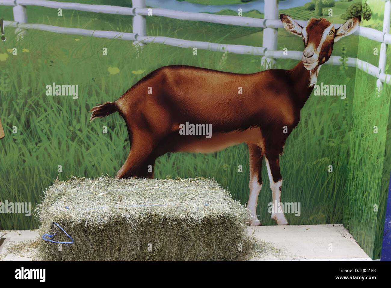 Paille en queue Banque de photographies et d’images à haute résolution ...