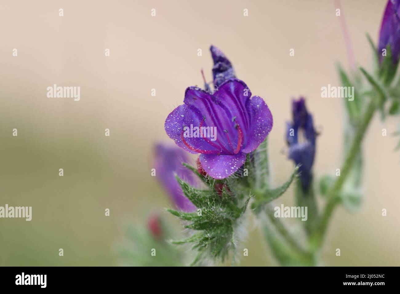 Plante mellifere Banque de photographies et d’images à haute résolution ...