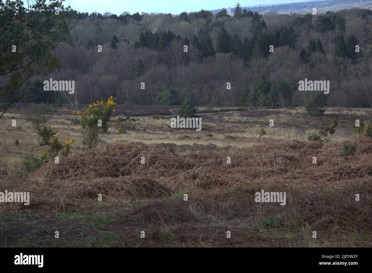 Paysage des arbres et de l'herbe sèche dans la forêt d'Ashdown, un ...