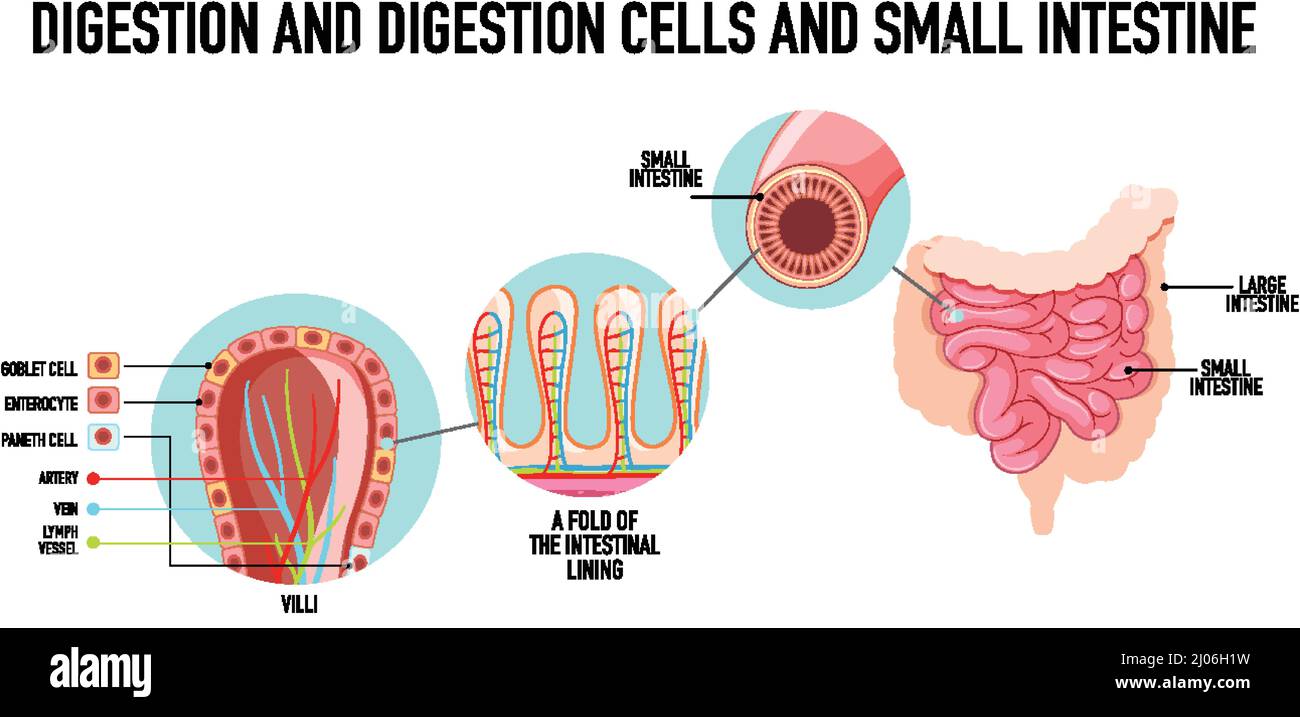 Schéma illustrant les cellules normales et cancéreuses dans l ...