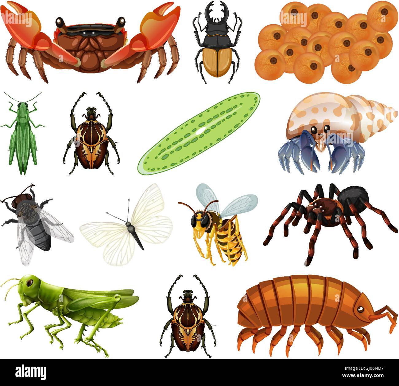 Différents types d'insectes et d'animaux sur fond blanc illustration ...