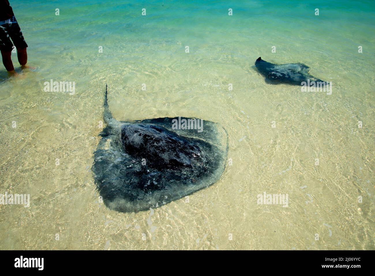 Stingray hamelin bay Banque de photographies et d’images à haute ...