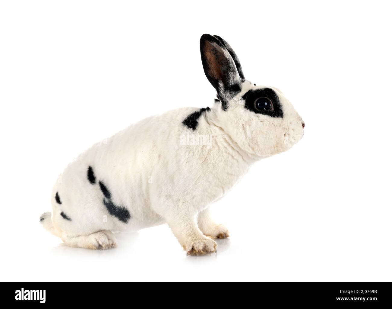 Lapin rex noir et blanc Banque de photographies et d’images à haute ...