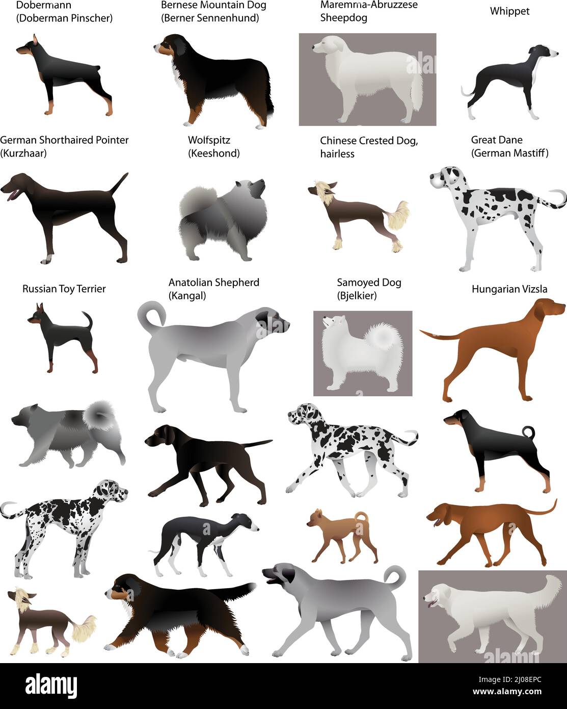 Collection de différentes races de chiens : grand danois, kurzhaar ...