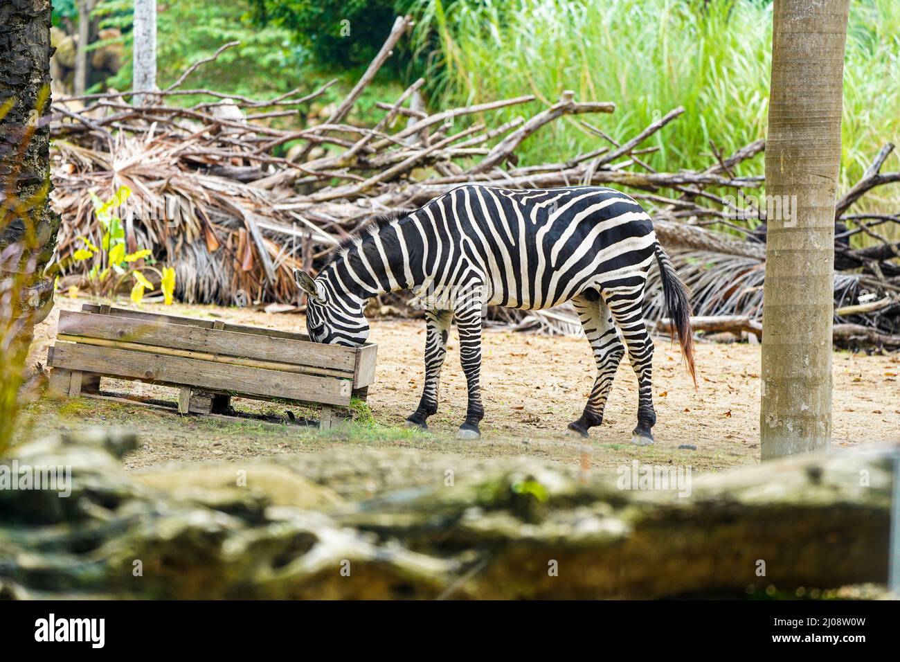 Le zèbre (sous-genre Hippotigris) est un animal d'Afrique connu pour ...
