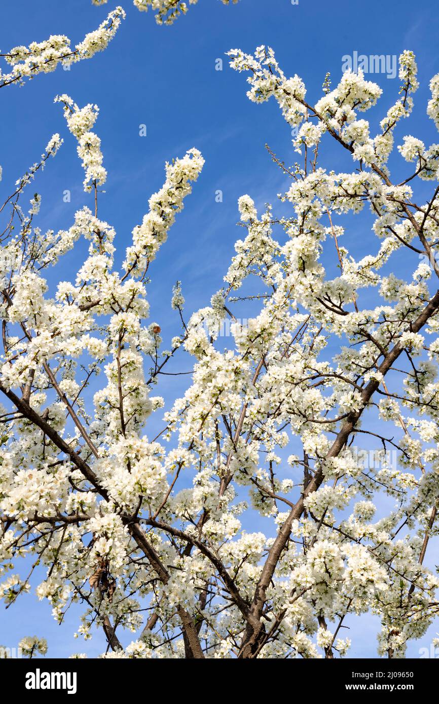 Fleurs de prunier en pleine floraison Banque de photographies et d ...